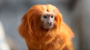 Animales del Amazonas | AnimalesHoy